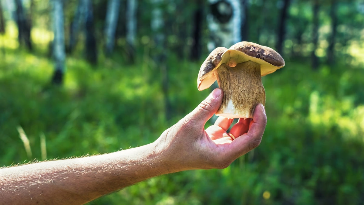 Celebrate Father's Day With Mushroom Benefits For Men! – Mush More Co
